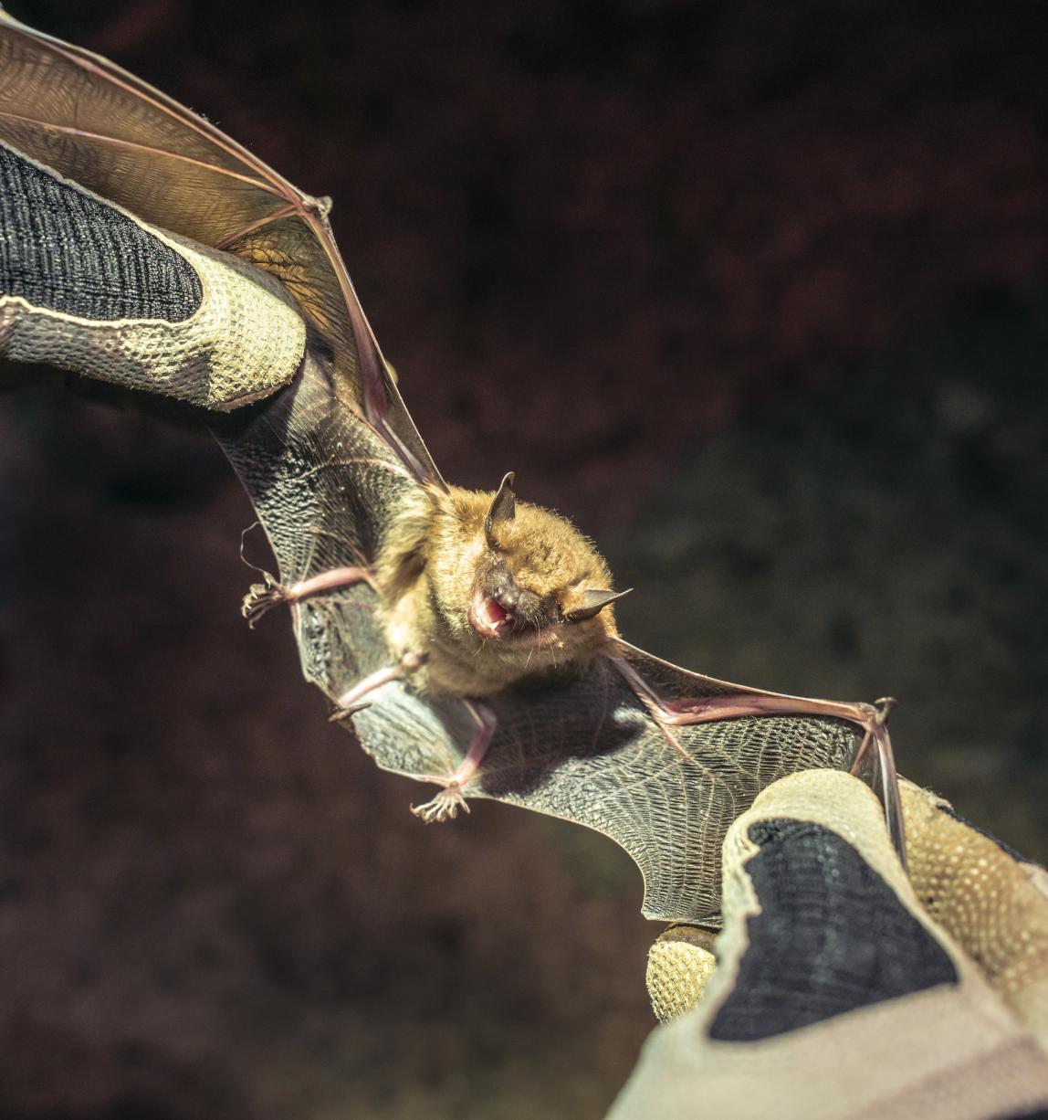 The balancing act: conserving habitat for threatened bats on ...