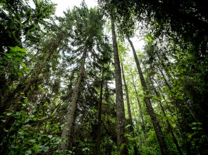 FSC & EUDR | Forest Stewardship Council