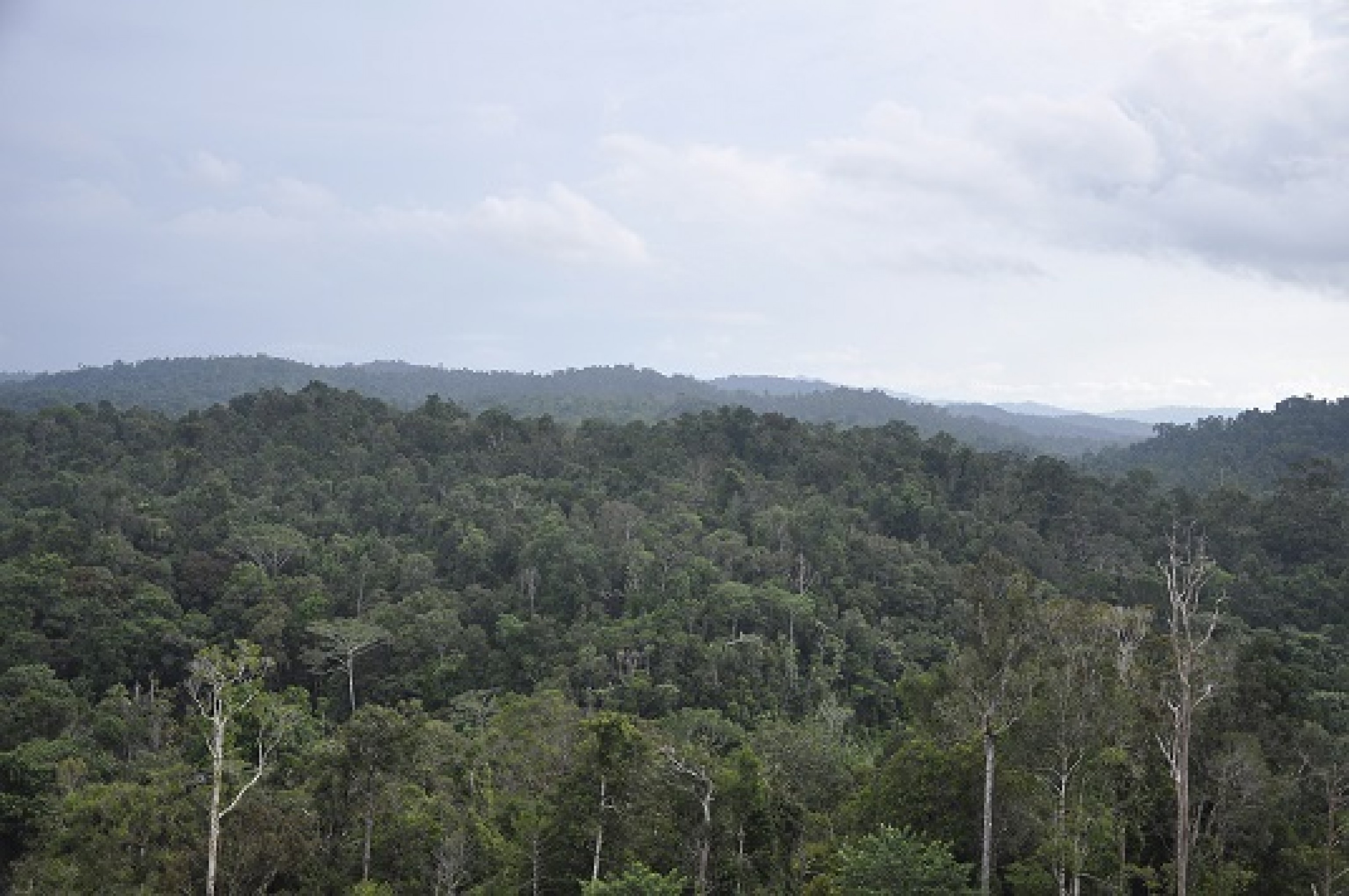 Standar Sertifikasi Pengelolaan Hutan Nasional FSC Telah Terbit | Forest Stewardship Council