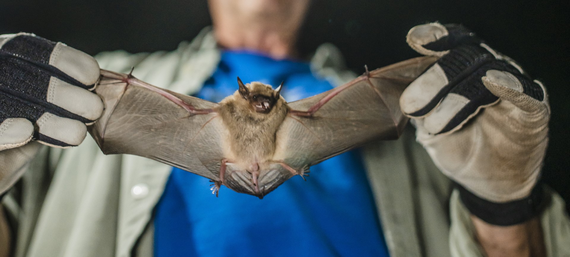 The balancing act: conserving habitat for threatened bats on ...